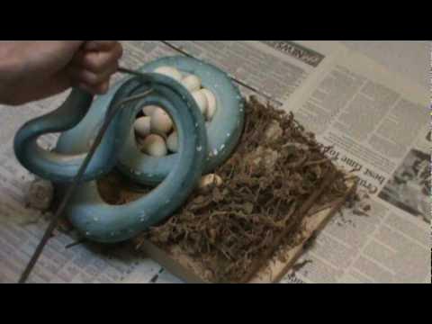 Taking the eggs from a green tree python - YouTube