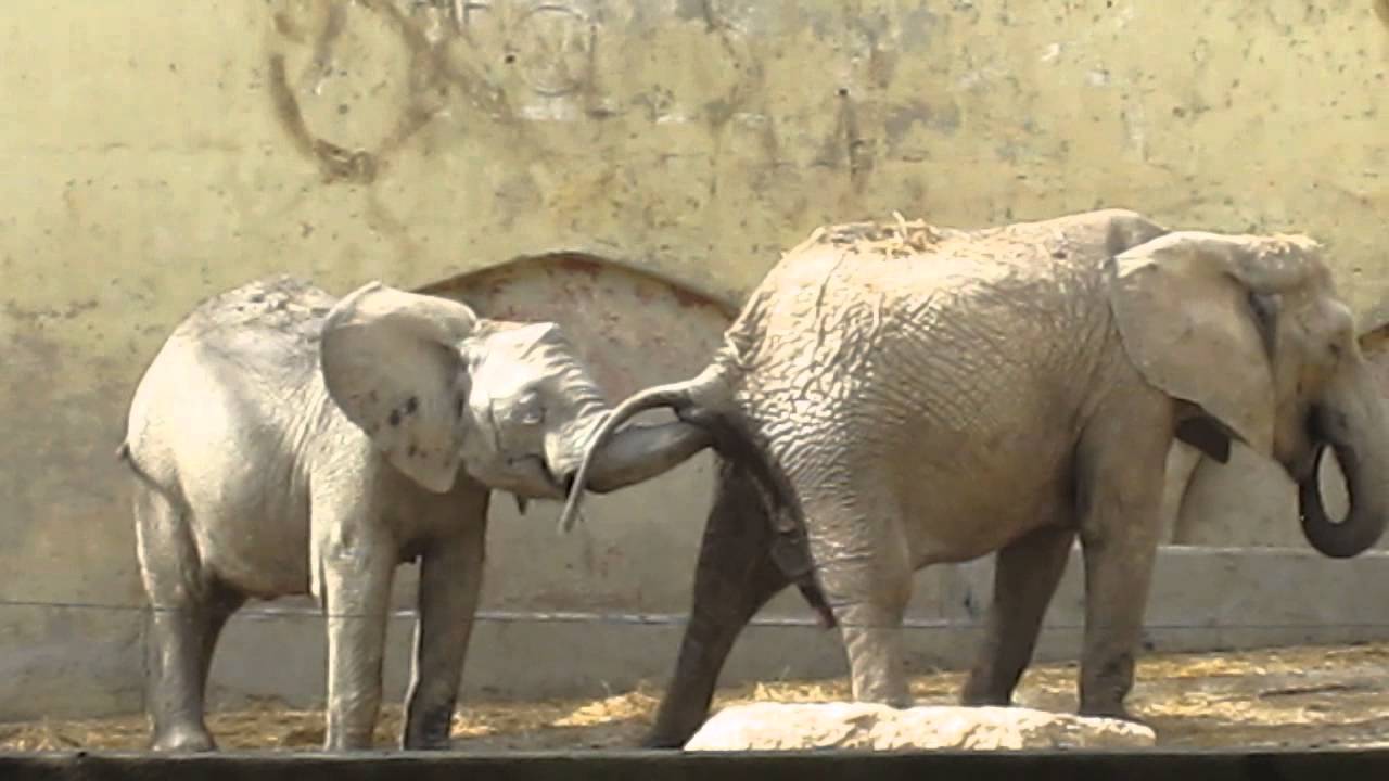 Elefante come cocó no zoo de Lisboa - YouTube