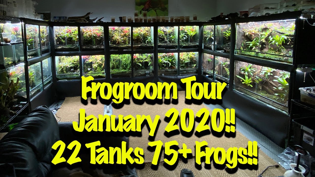 Frogroom Tour January 2020!! 6 New Bioactive Setups!! - YouTube