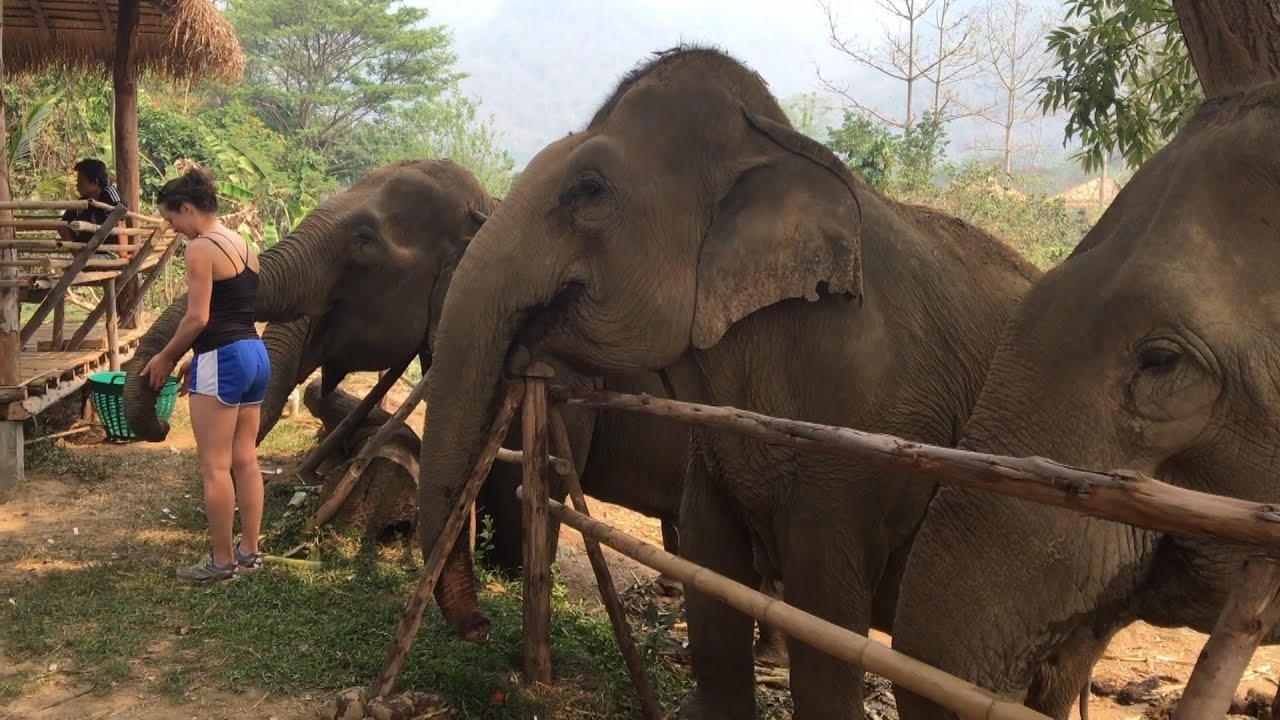 Los ataques de elefantes han dejado a 135 muertos en último lustro en ...