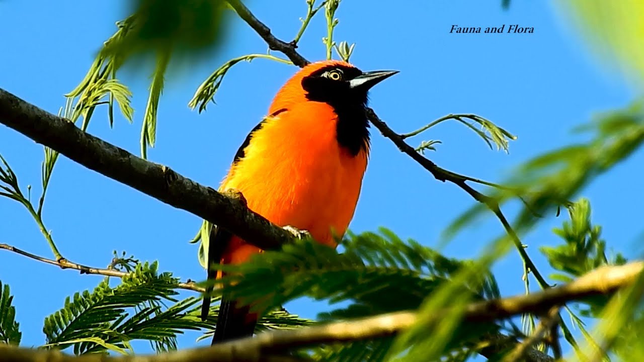 ORANGE-BACKED TROUPIAL free in nature (ICTERUS CROCONOTUS), JOÃO-PINTO ...