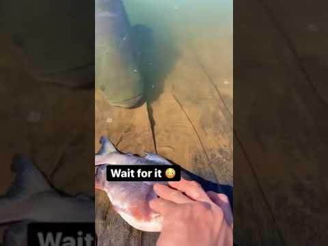 Arapaima 😀😘