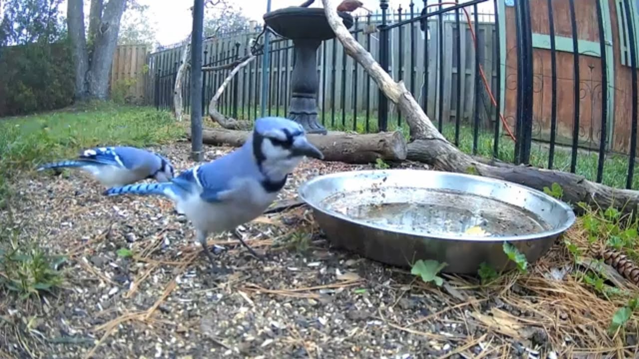 Blue Jay Birds for Cats to Watch - YouTube