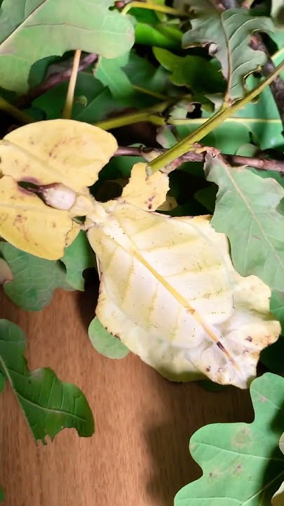 Leaf insect from West Java Pulchriphyllium pulchrifolium #leafinsects # ...