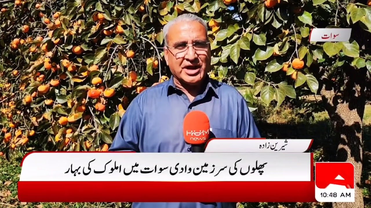 Harvesting Heritage: Swat Valley's Amlok Orchards Amid Joy and Concerns ...