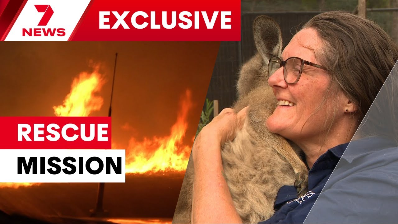 Animal shelters across Victoria overwhelmed with injured wildlife ...