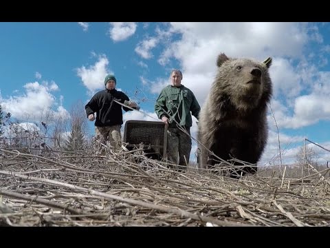 Orphaned Bears Dash Toward Life Of Freedom - The Dodo