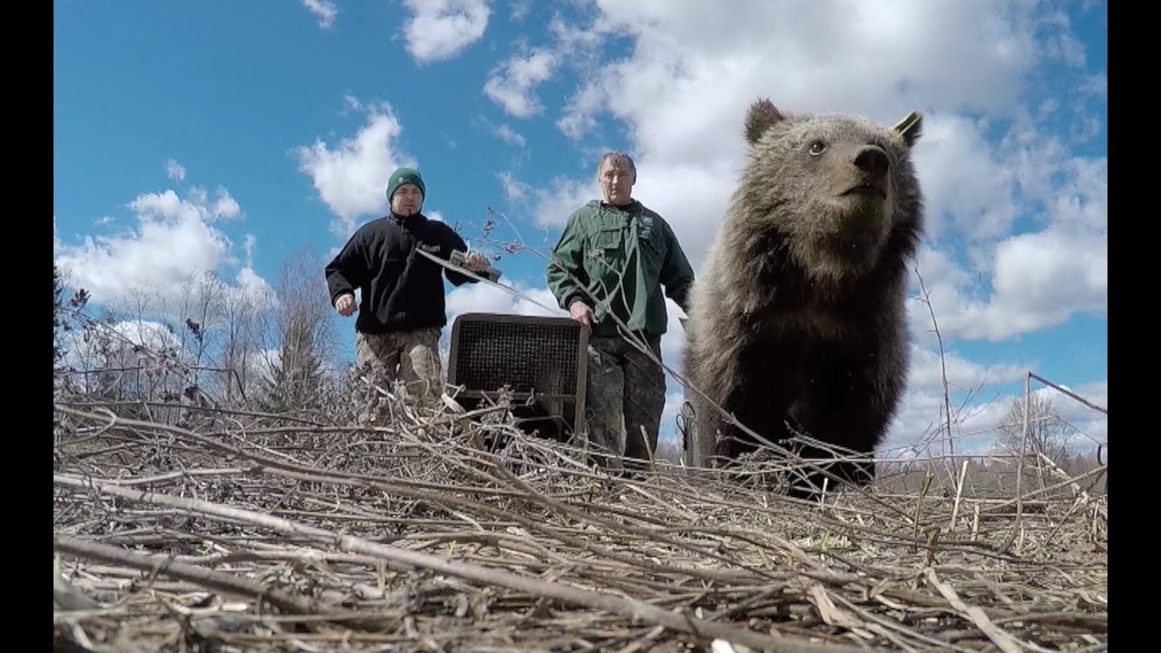 See bears returned to the wild - GoPro - YouTube