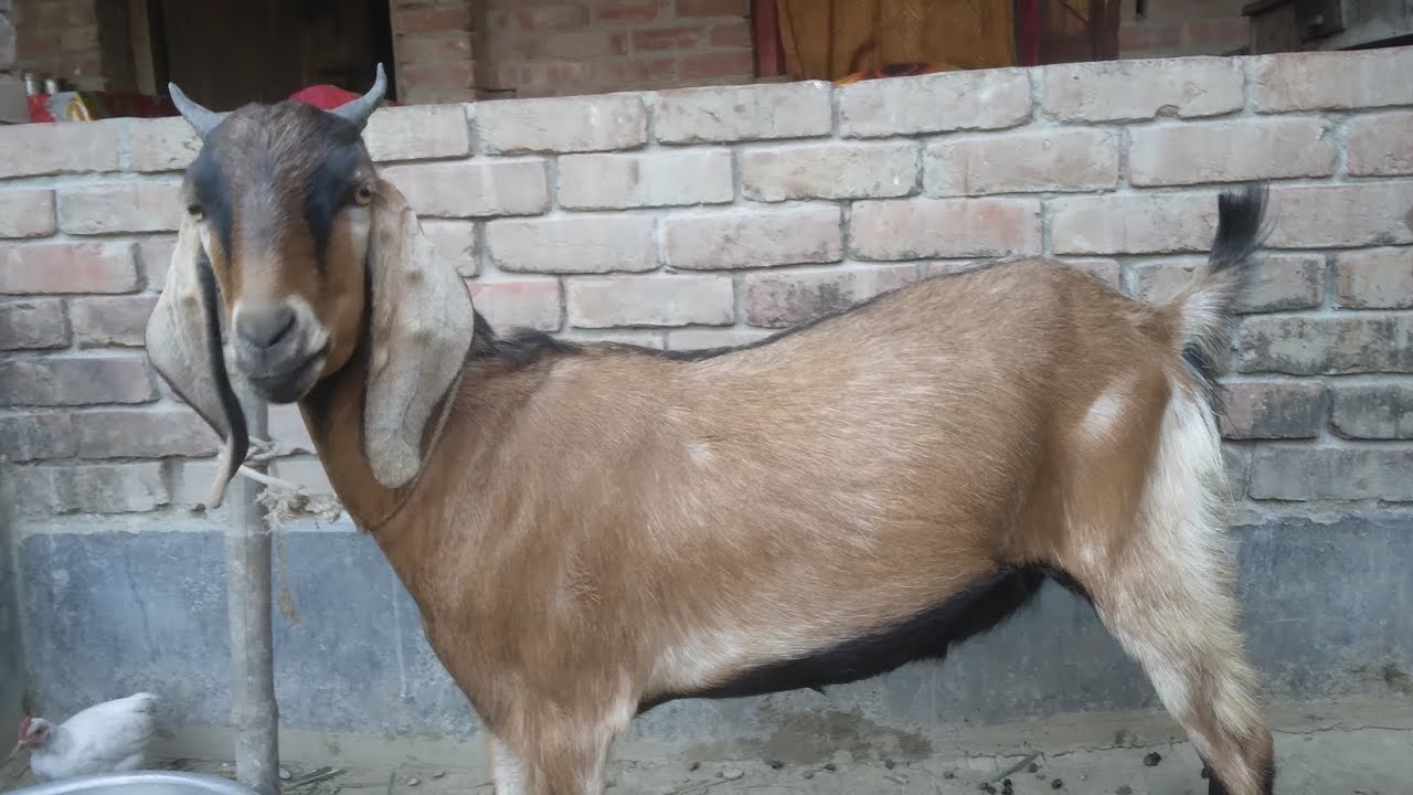 crossbreed#goat#malegoat#jashore#bd - YouTube