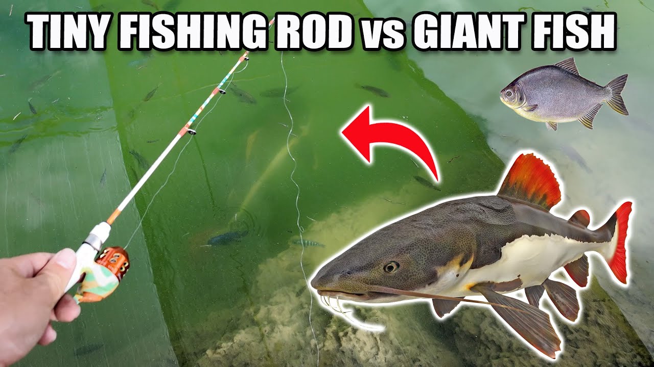 Giant Fish on Micro Fishing Rod (FULL VIDEO) - YouTube
