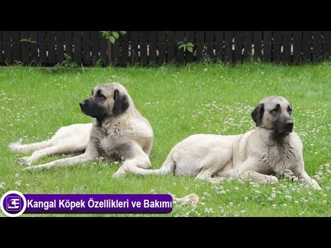Kangal Köpeği (Sivas Kangalı) Özellikleri ve Bakımı