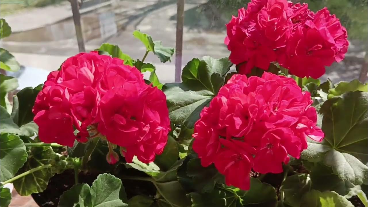 Королевский шиповник и компания. Обзор 7 июля. - YouTube