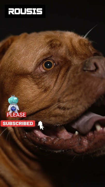 🔴🔴🔴 #uglydogs #uglydog #Shorts - YouTube