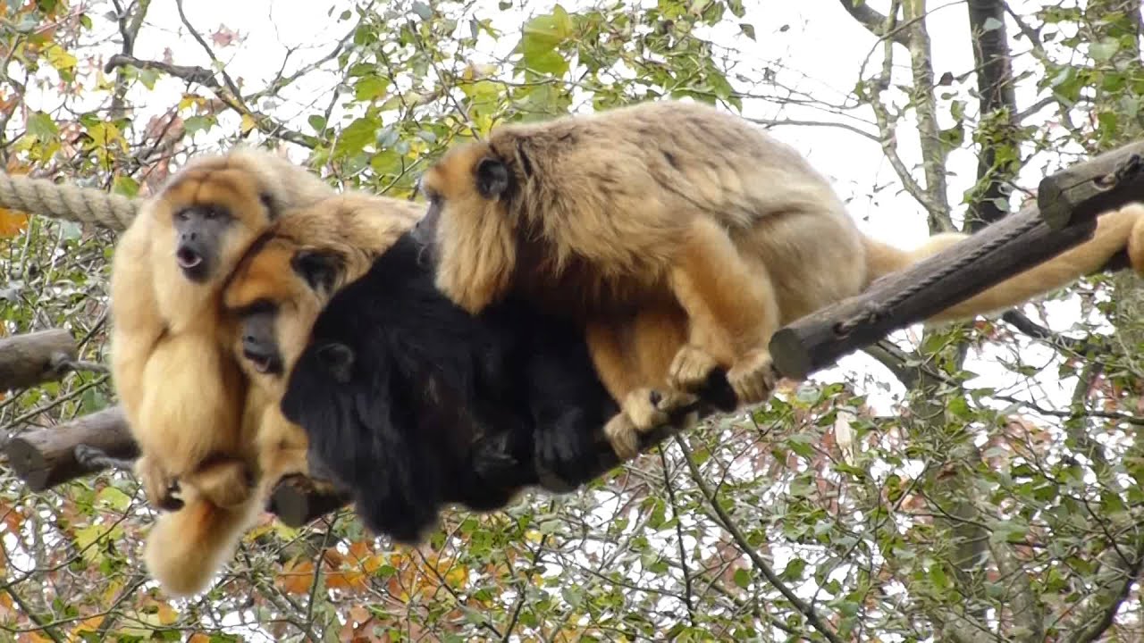 brulapen apenheul 30 oktober 2015 - YouTube