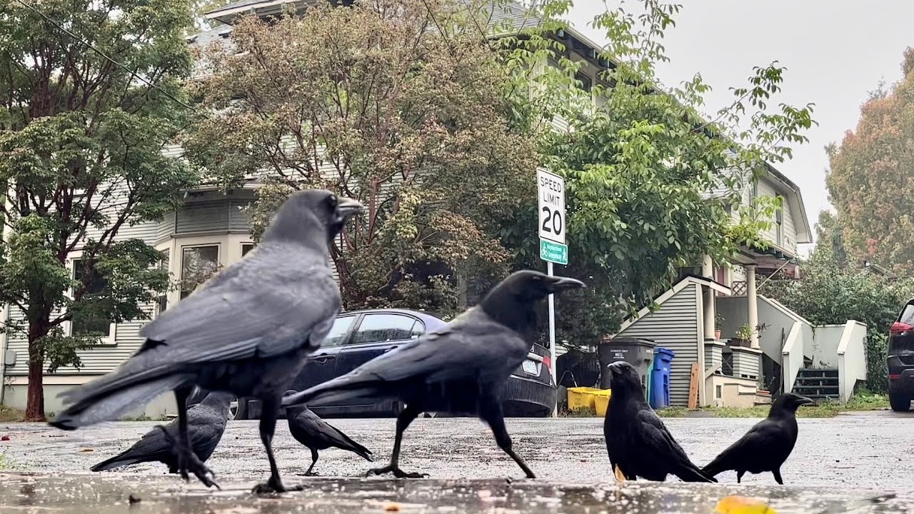 Crow Cam: Rainy Day in the Life - YouTube