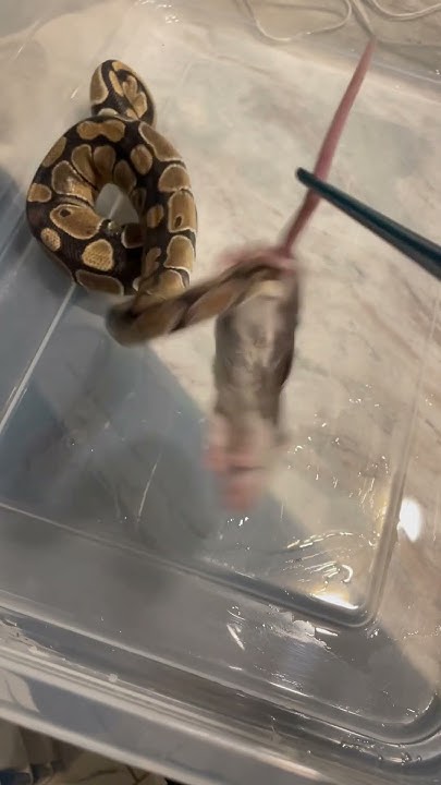 Ball python eating - YouTube