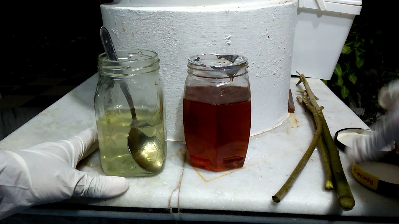 USE HONEY AS ROOTING HORMONE - YouTube