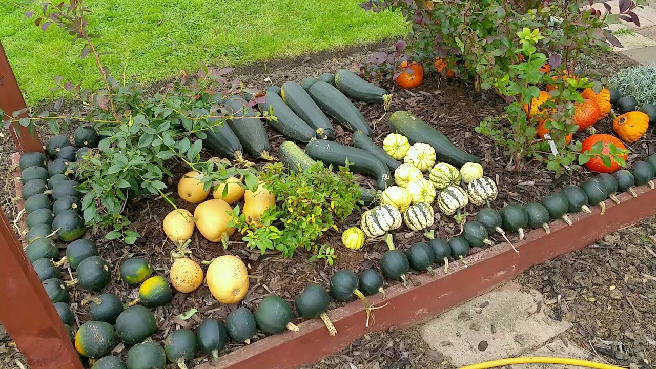 Allotment Days #47 No Dig Abundance - YouTube