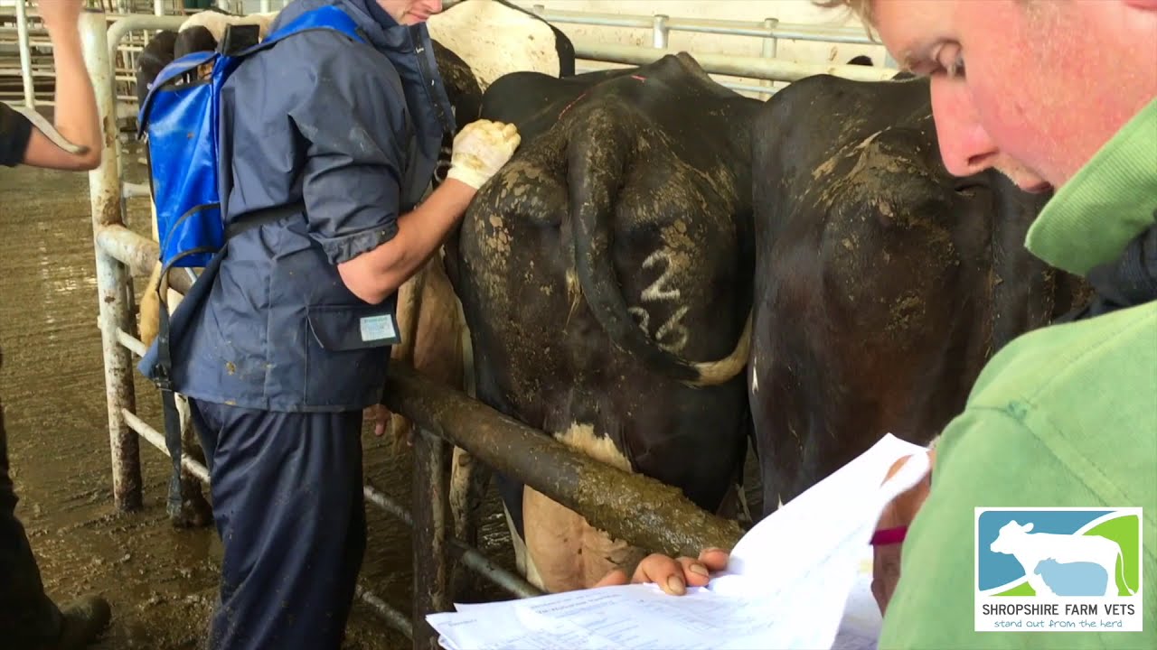 Dairy Cow fertility Visit | Shropshire Farm Vets - YouTube