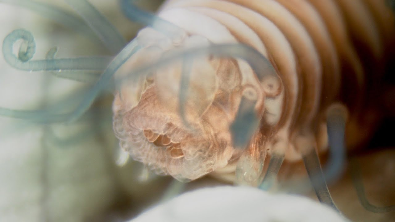 Strange Worms in our oceans (A closeup look in 4k) - YouTube