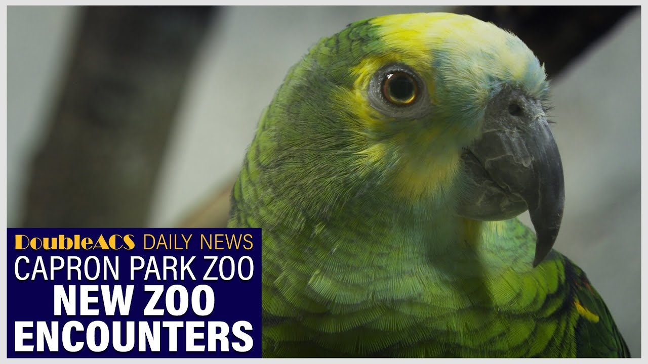 New Encounters at Capron Park Zoo - YouTube