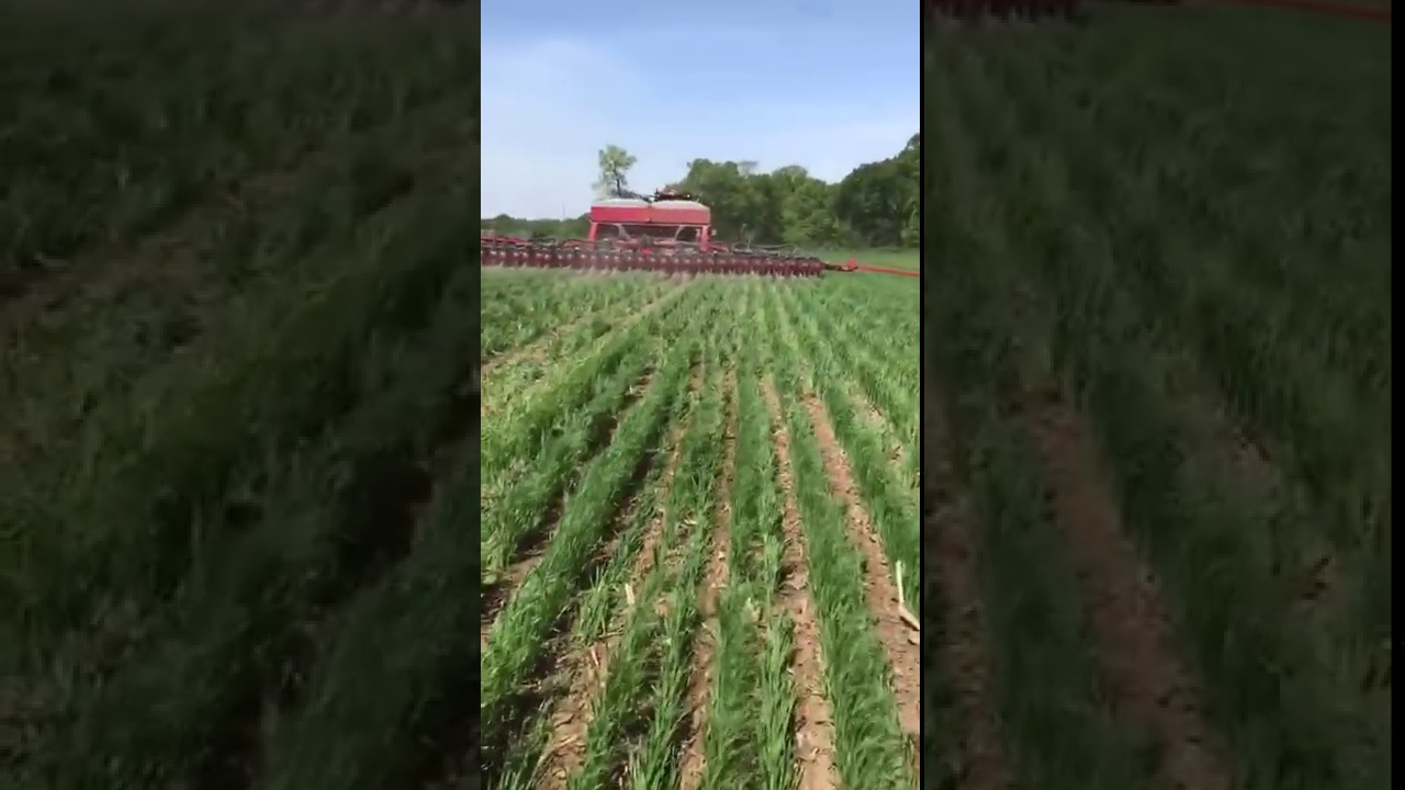 Relay Cropping - Oats and Soybeans #shorts - YouTube