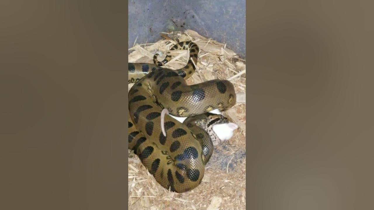 Anaconda Squeezes until poop pops out! (Warning Live Feeding) - YouTube