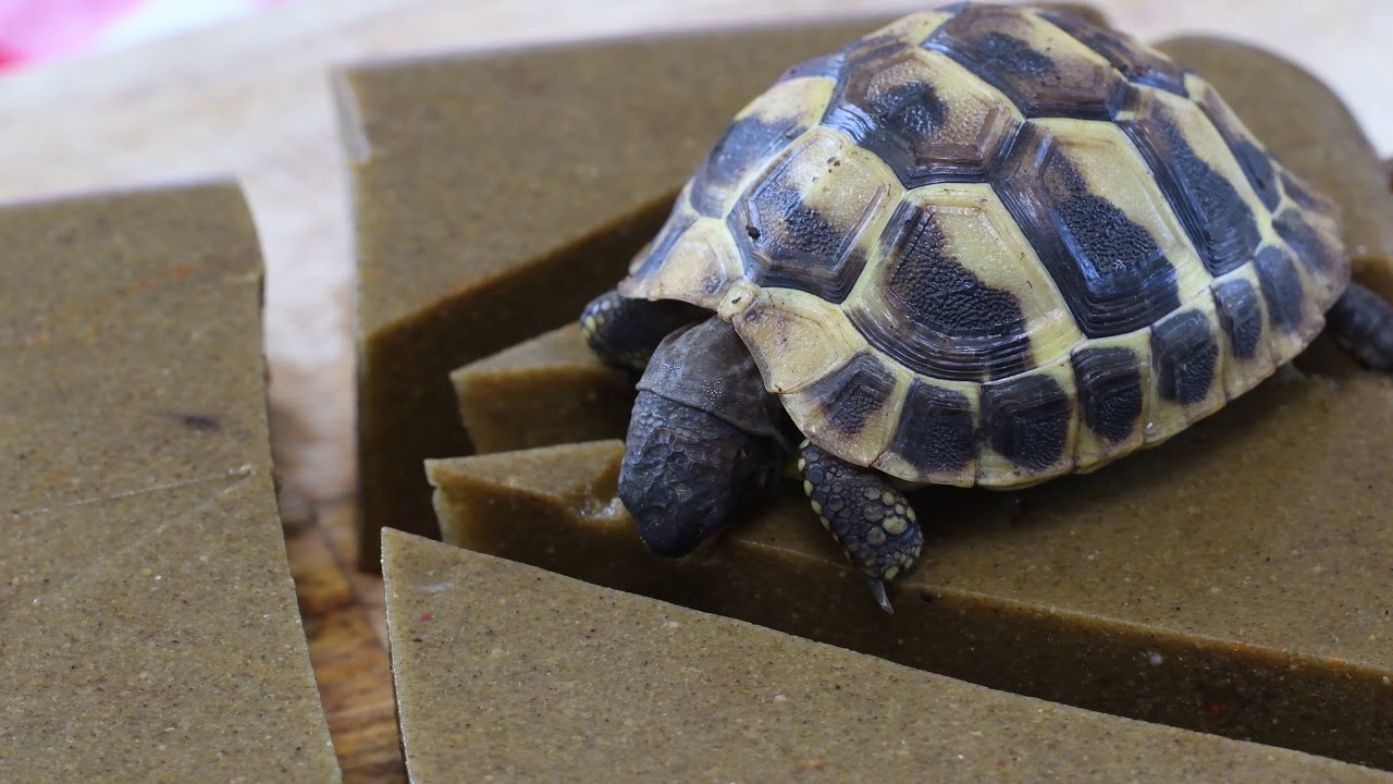 Test Repashy Grassland Grazer - turtles food - YouTube
