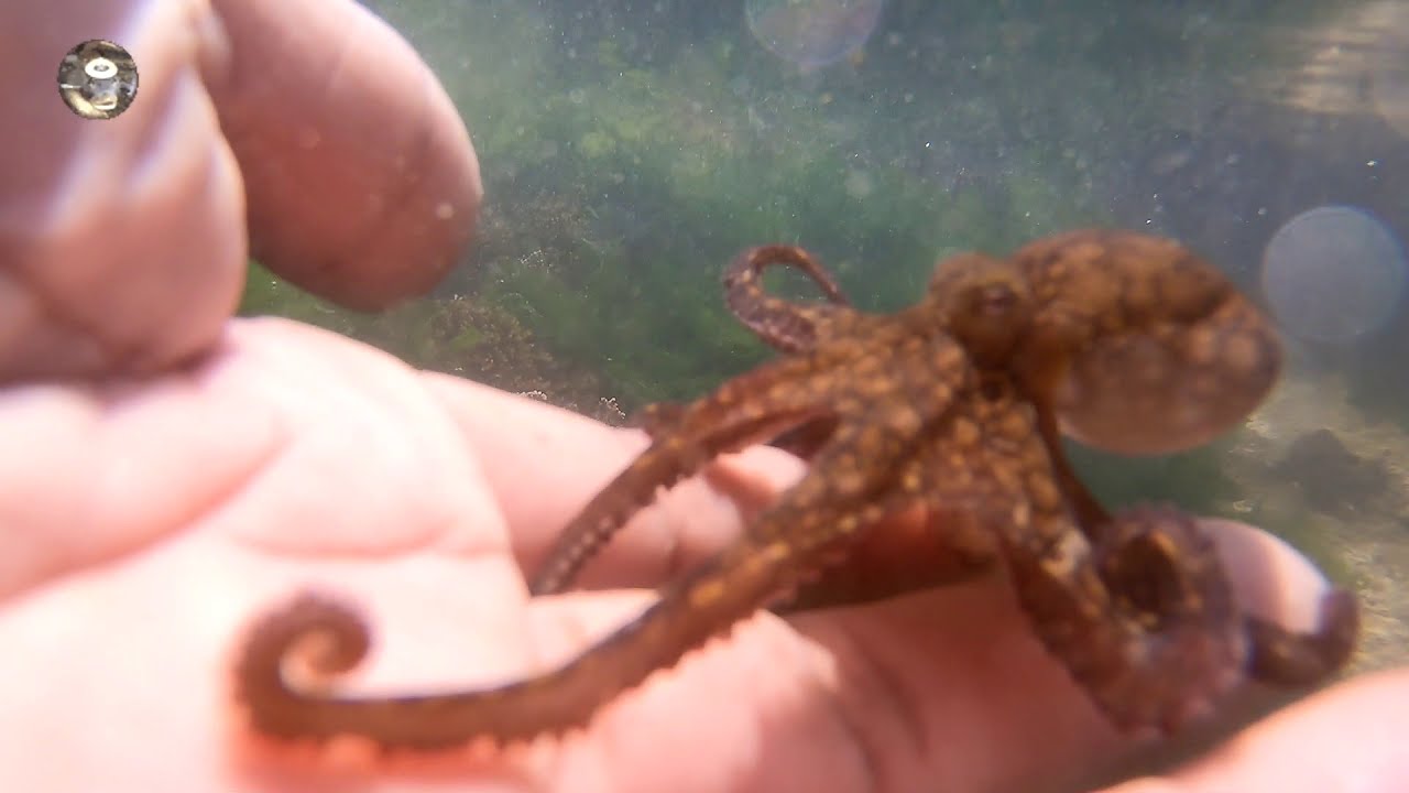 Me fui de pesca y me encontré con un pulpo bebe || Beautiful experience ...