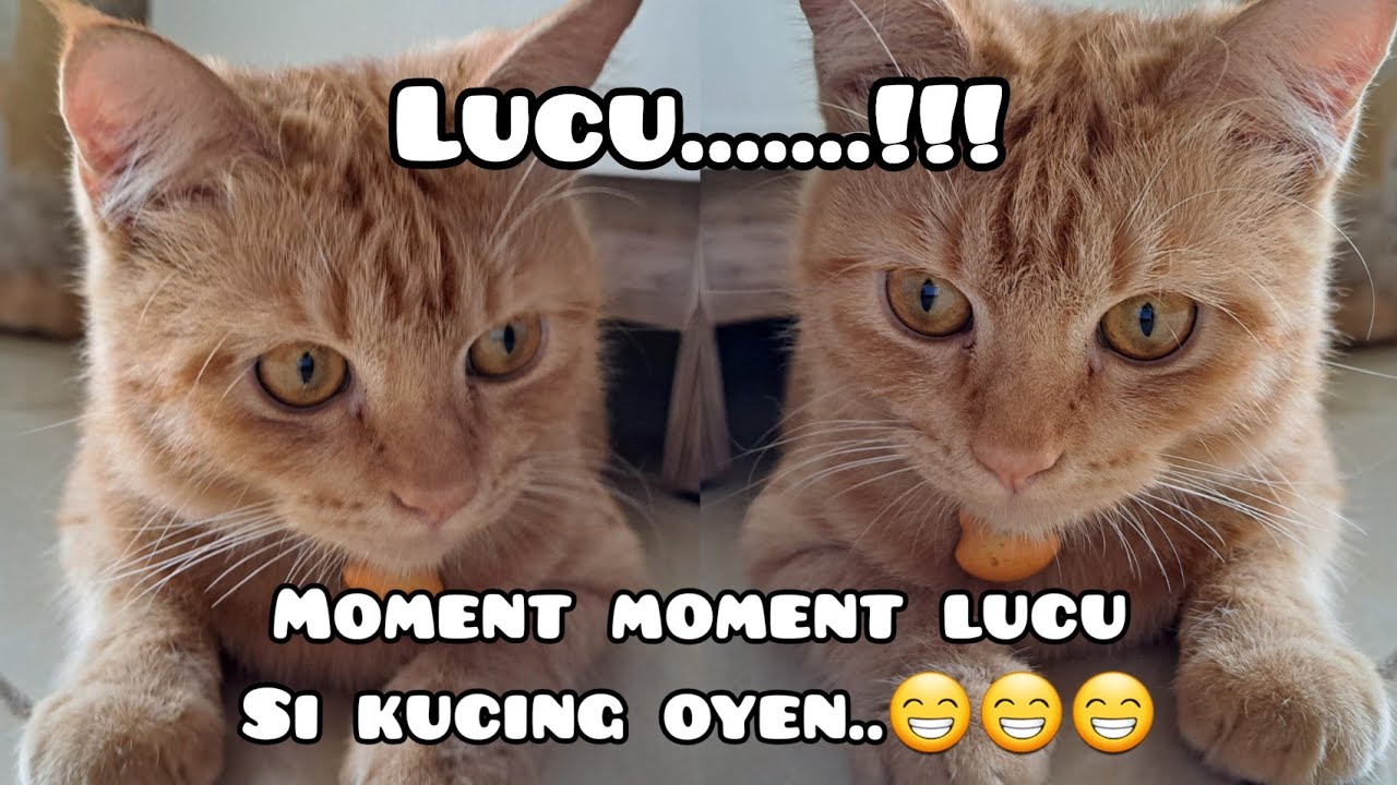 funniest cats....!!! Moment Moment Lucu si Kucing Oyen - YouTube