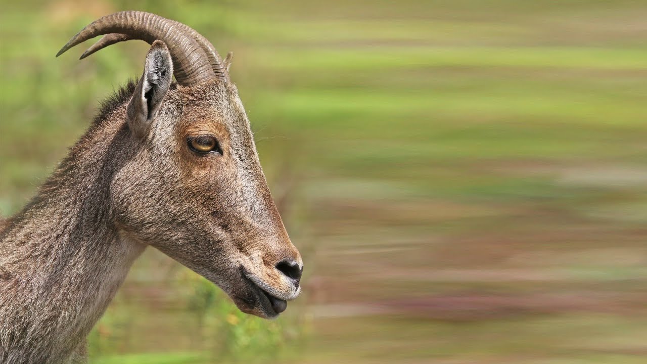 Endemic Species Of India | Nilgiri Tahr | வரையாடு | ஓரிட வாழ்விகள் - HD ...