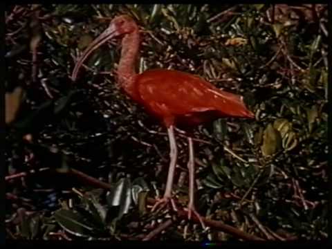 Jan Lindblad Film Festival 2010 - Firebirds - YouTube