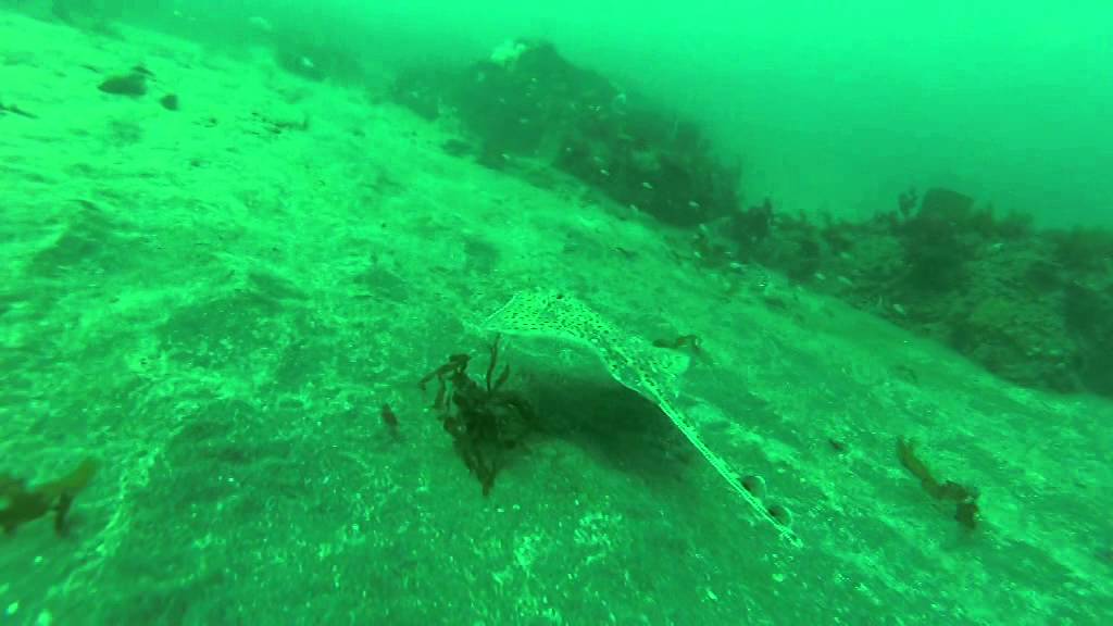 Cuckoo Ray - YouTube