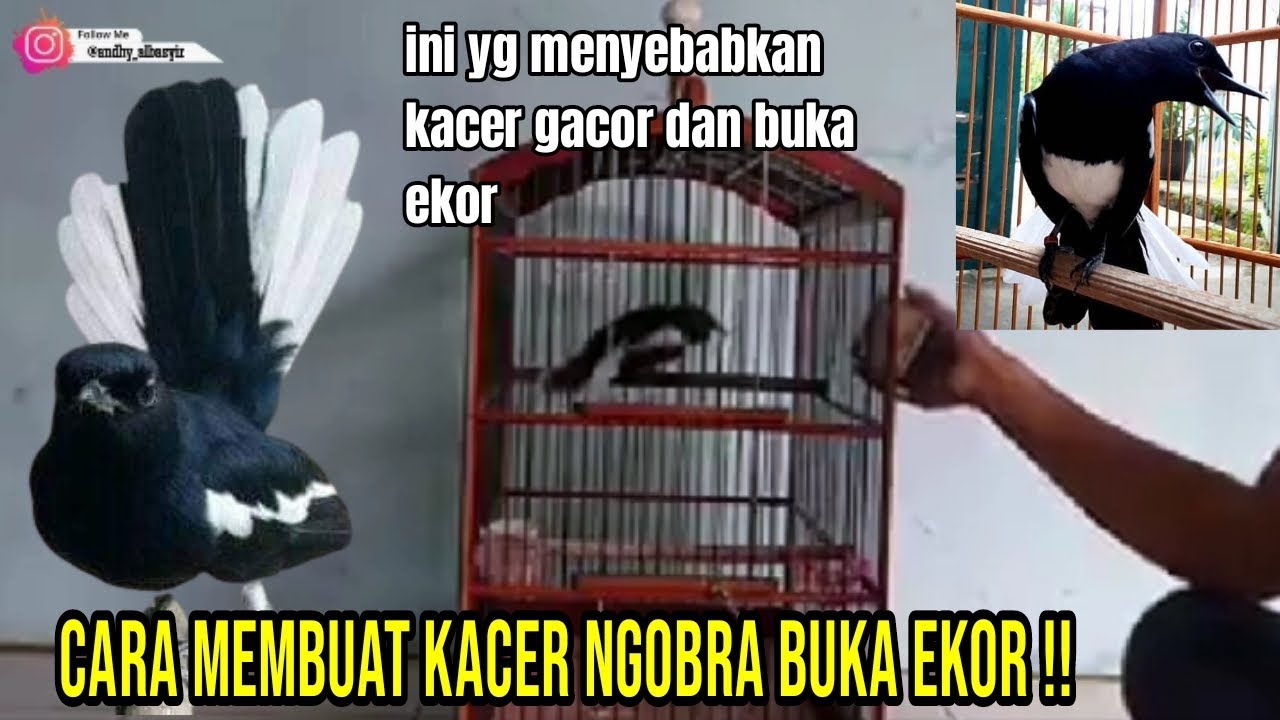 GAK BUKOR GAK ASYIK !! Cara membuat kacer ngobra dan buka ekor - YouTube