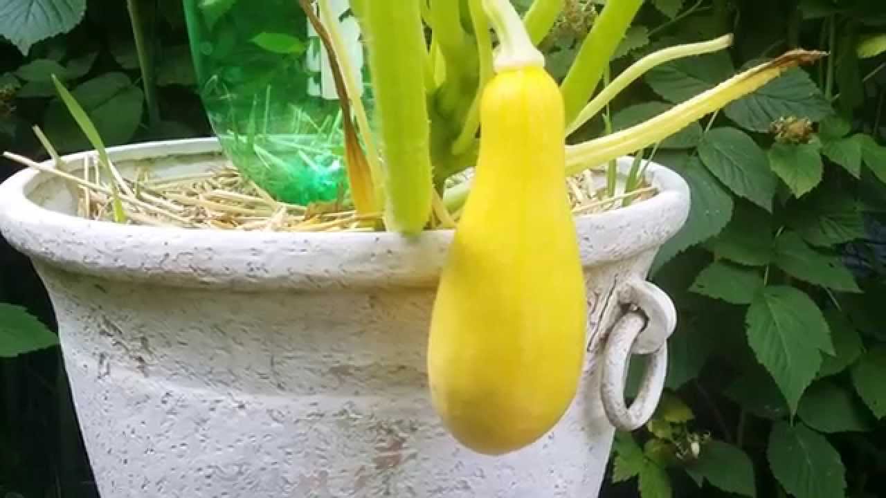 Potted Yellow Summer Squash Harvested + Raspberries... - YouTube