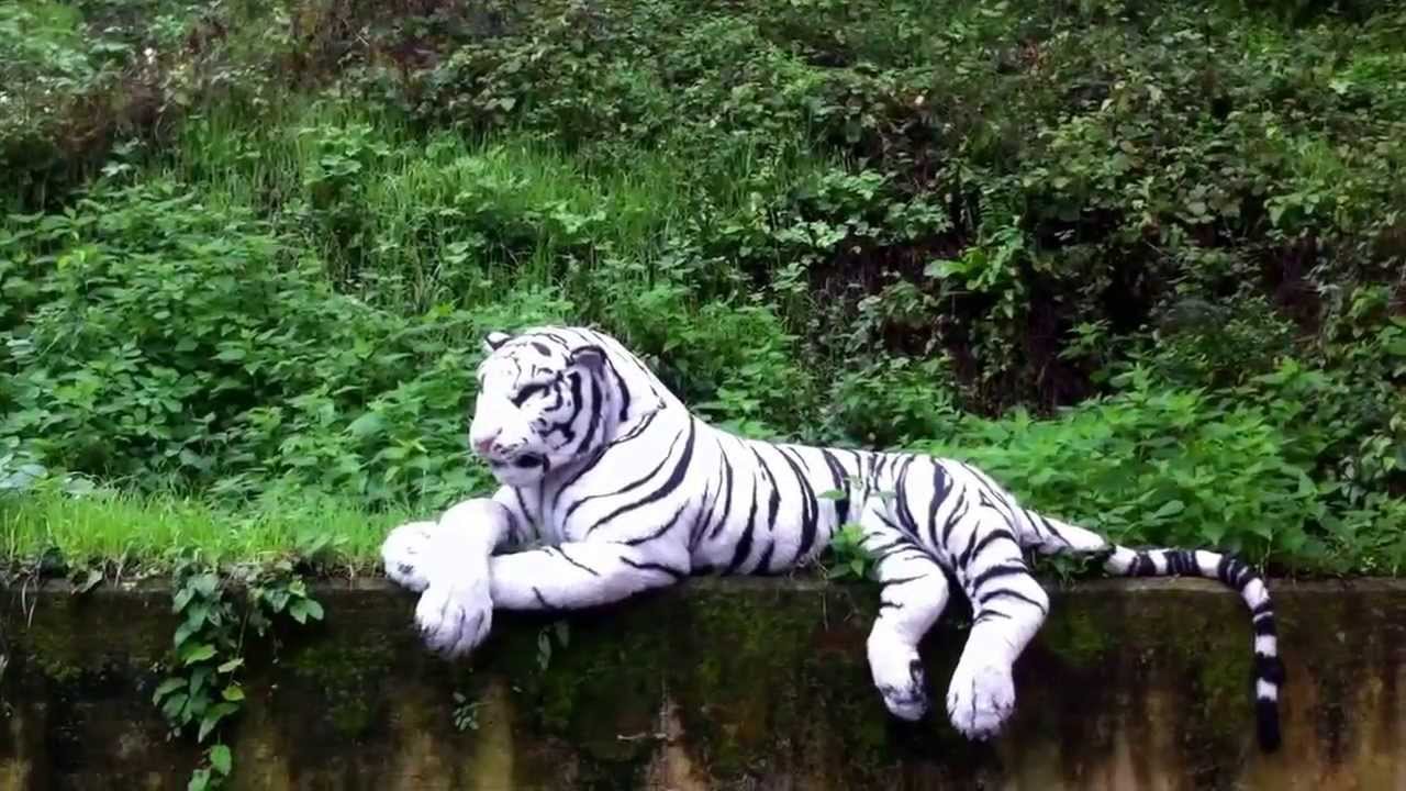 Tigrul alb de la figline valdarno - YouTube