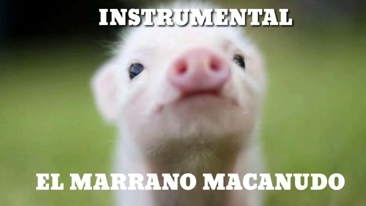 Grupo Marrano - El Marrano Macanudo | Instrumental/ Karaoke sin Letra ...