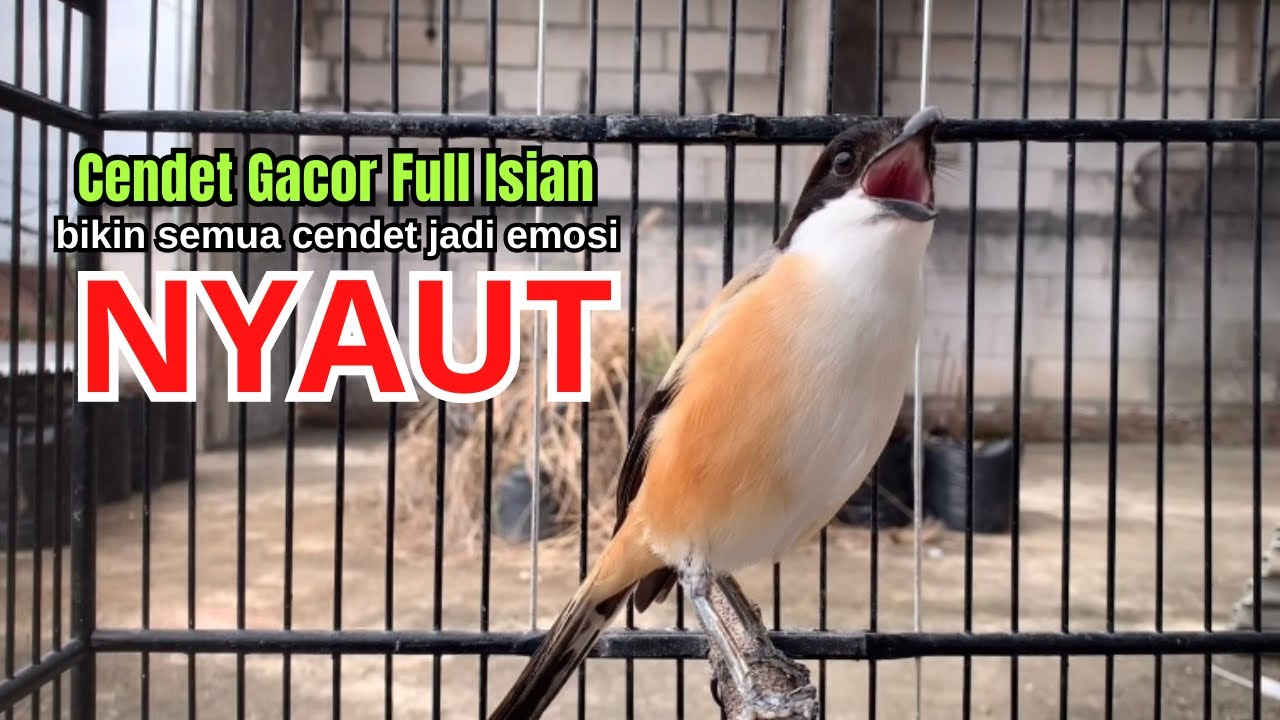 burung cendet gacor FULL EMOSI ISIAN PANCINGAN CENDET AGAR BUNYI ...