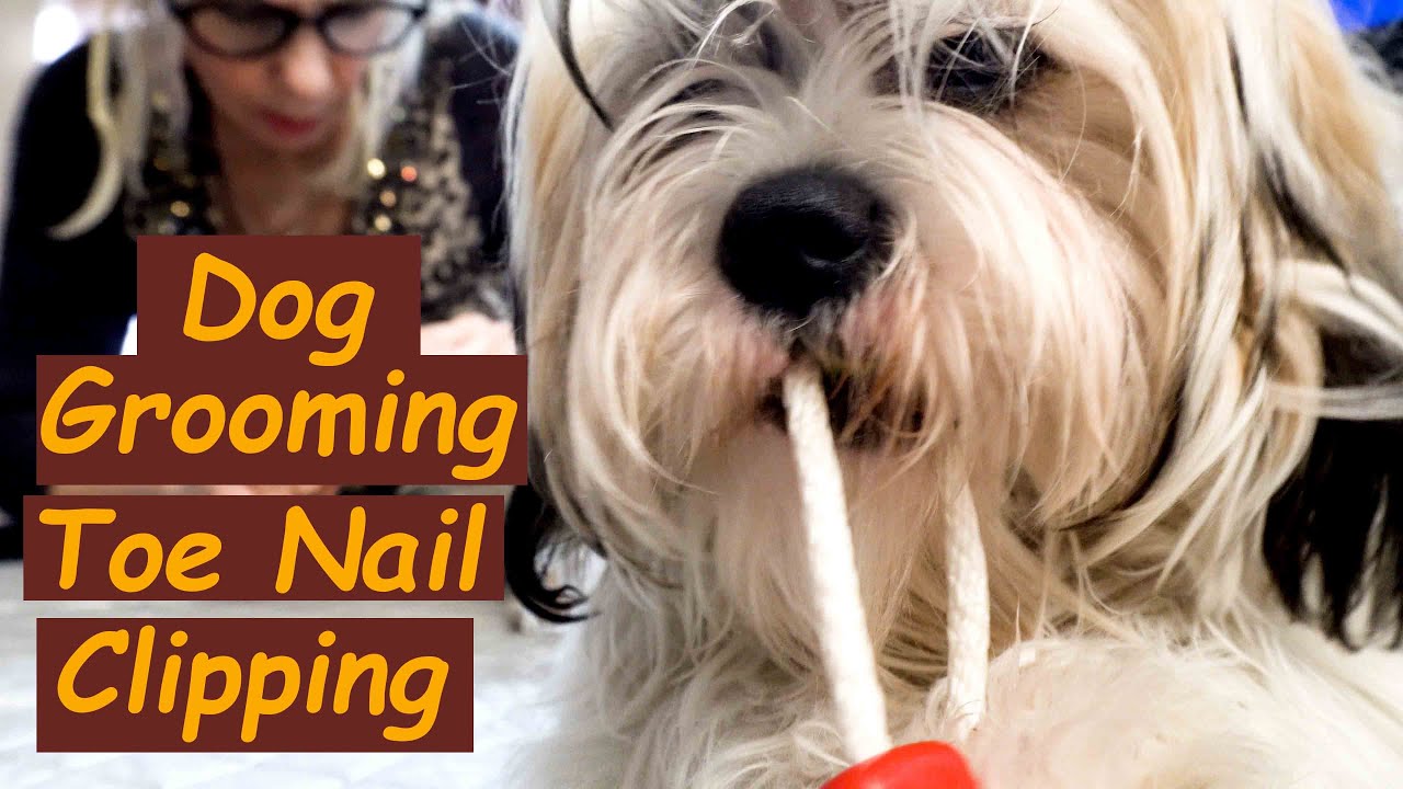 Dog Grooming- Toe Nail Clipping - YouTube