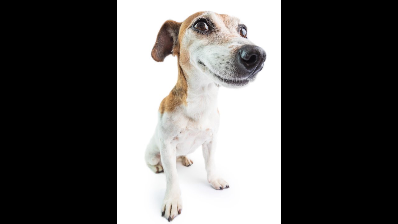 dog.mp4 - YouTube