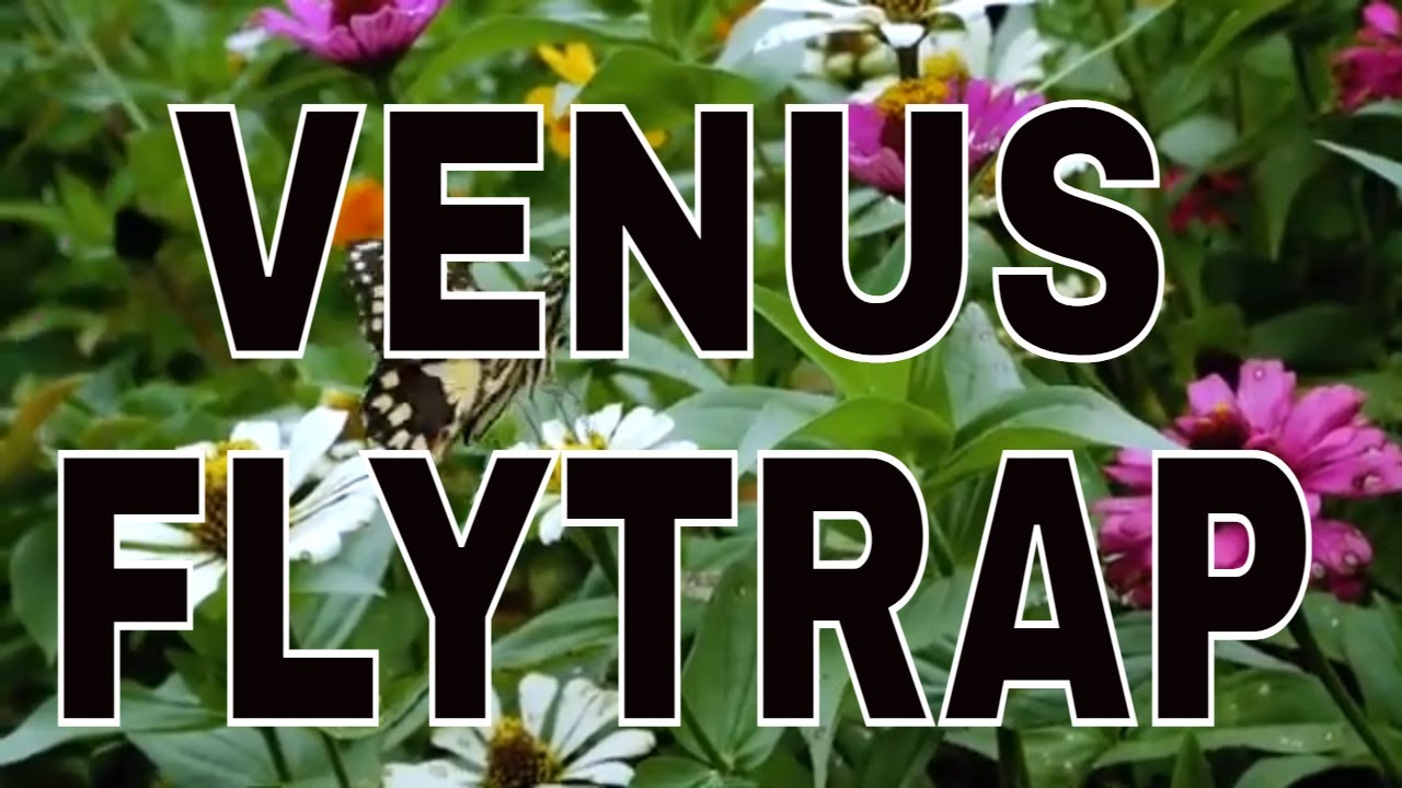 VENUS FLYTRAP - YouTube