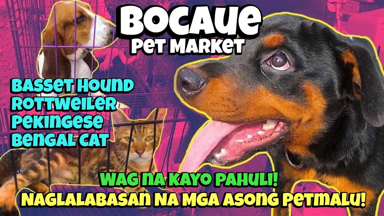 Bocaue Pet Market | Sept. 16, 2022 | Bocaue, Bulacan - YouTube