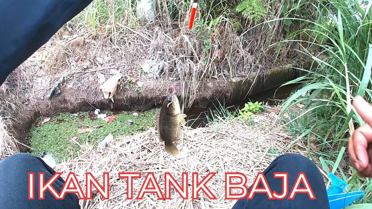 Rezeki mancing hari ini dapat ikan tank baja dan ikan wader - YouTube