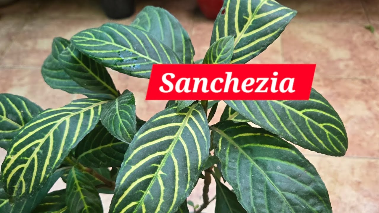 All about Sanchezia plant|#careofsancheziaplant#indoorplant - YouTube