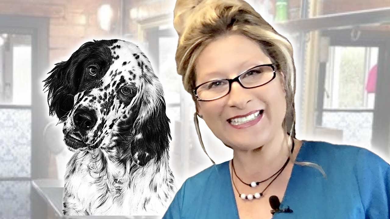How to TRIM your SPORTING DOG like a Professional - YouTube