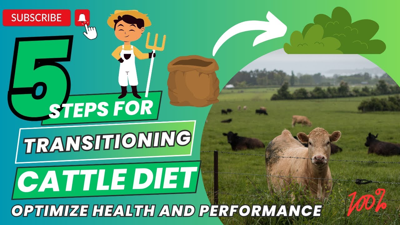 Cattle Feed Transitioning | Cow Diet | Ongole cattle 🐄 - YouTube
