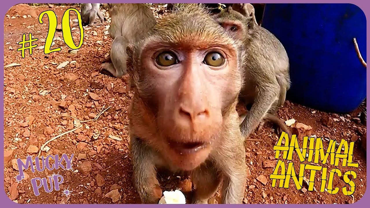 Top 20 Unforgettable Moments from the Wildlife Kingdom 🐒 | Animal ...