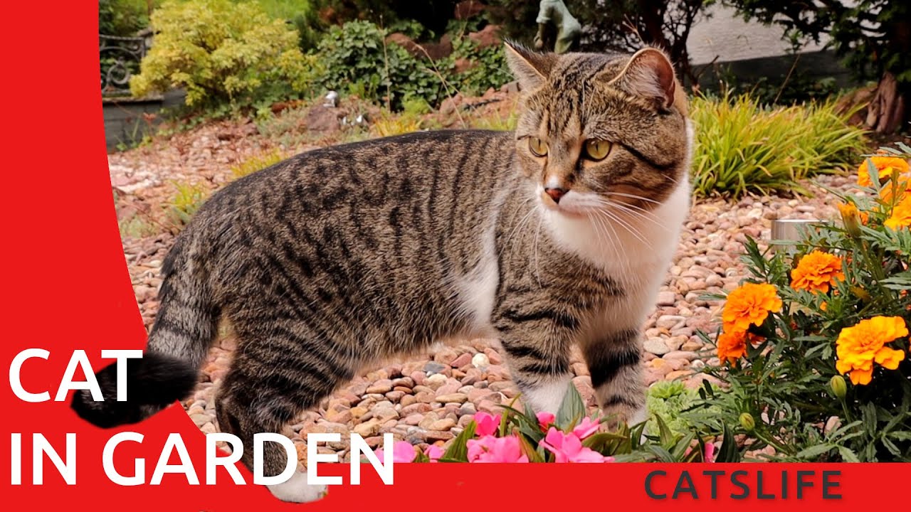 Cat Enjoying and Exploring with The Garden | Garden with Cat | Catslife ...