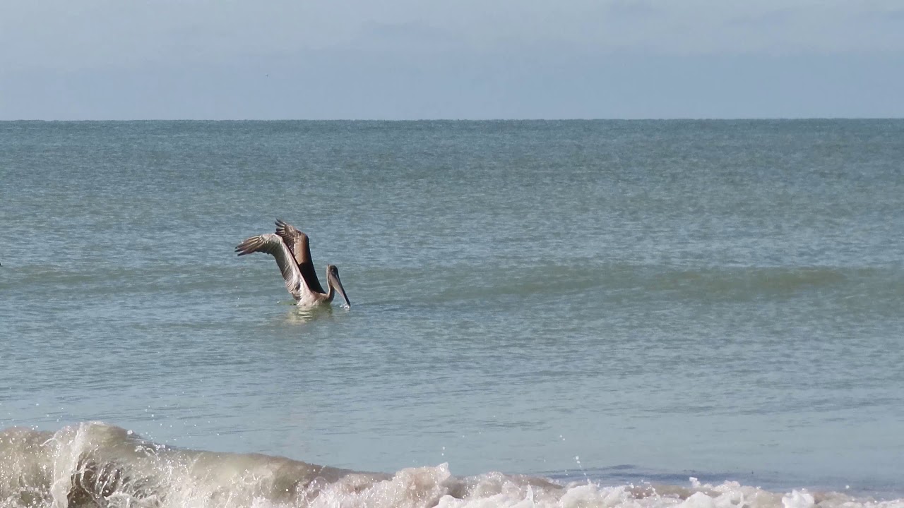 Sanibel Island Florida Nov 2019 - YouTube