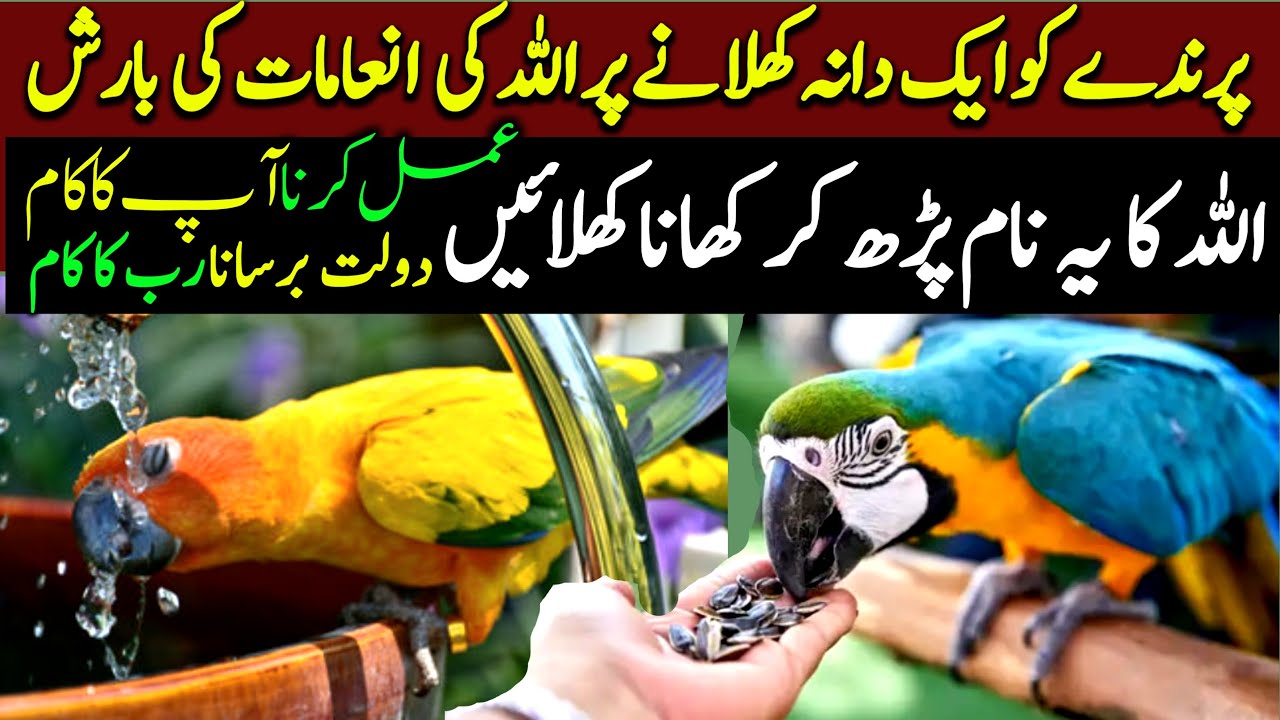 Wazifa for Attracting Wealth through Birds Feeding Rituals| birds ...